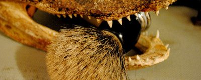 Choosing a Shaving Brush – The Different Grades of Badger