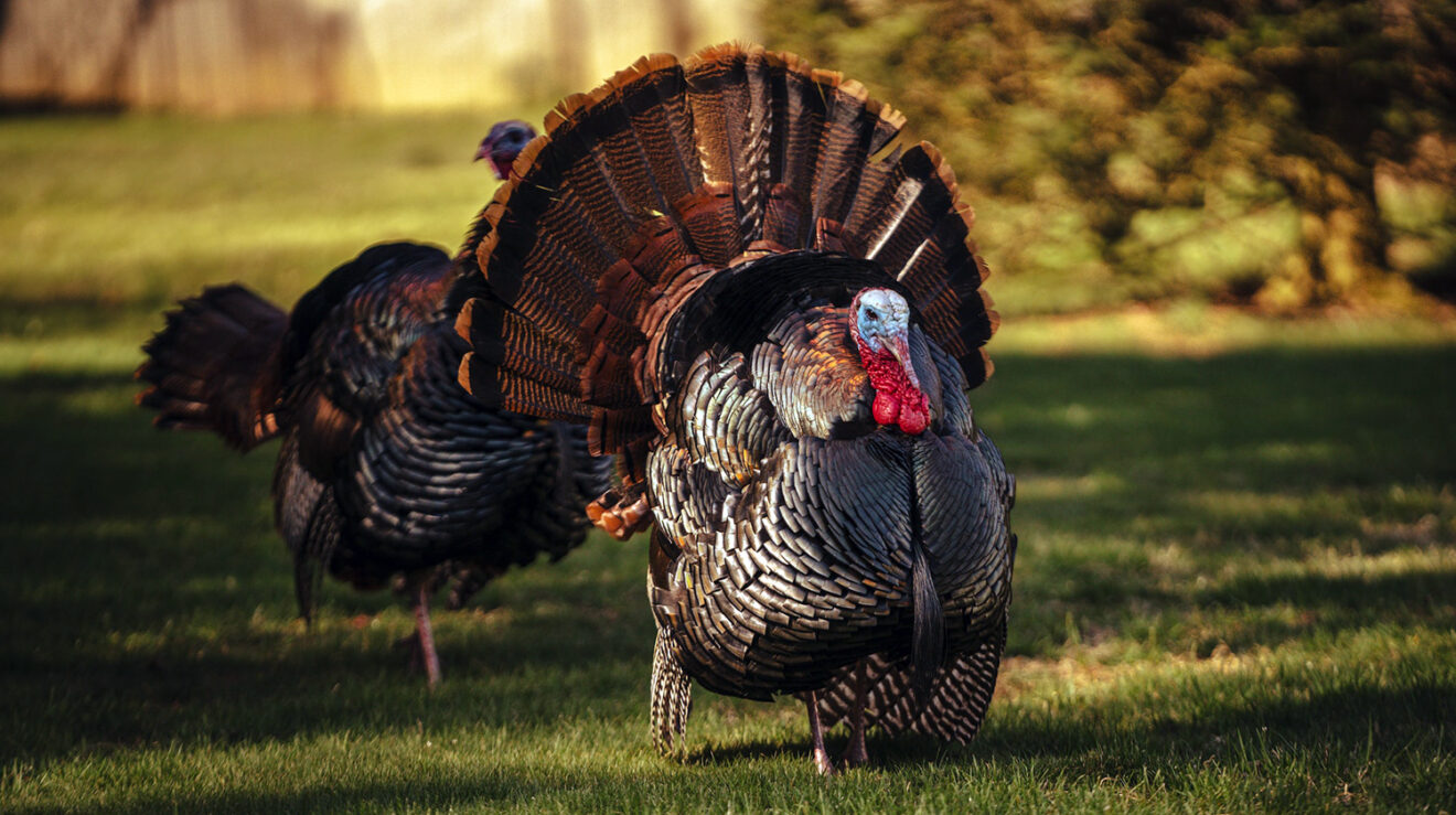 Dappered – Affordable Men's Style