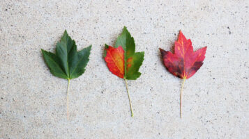 Style Scenario(s): False Fall